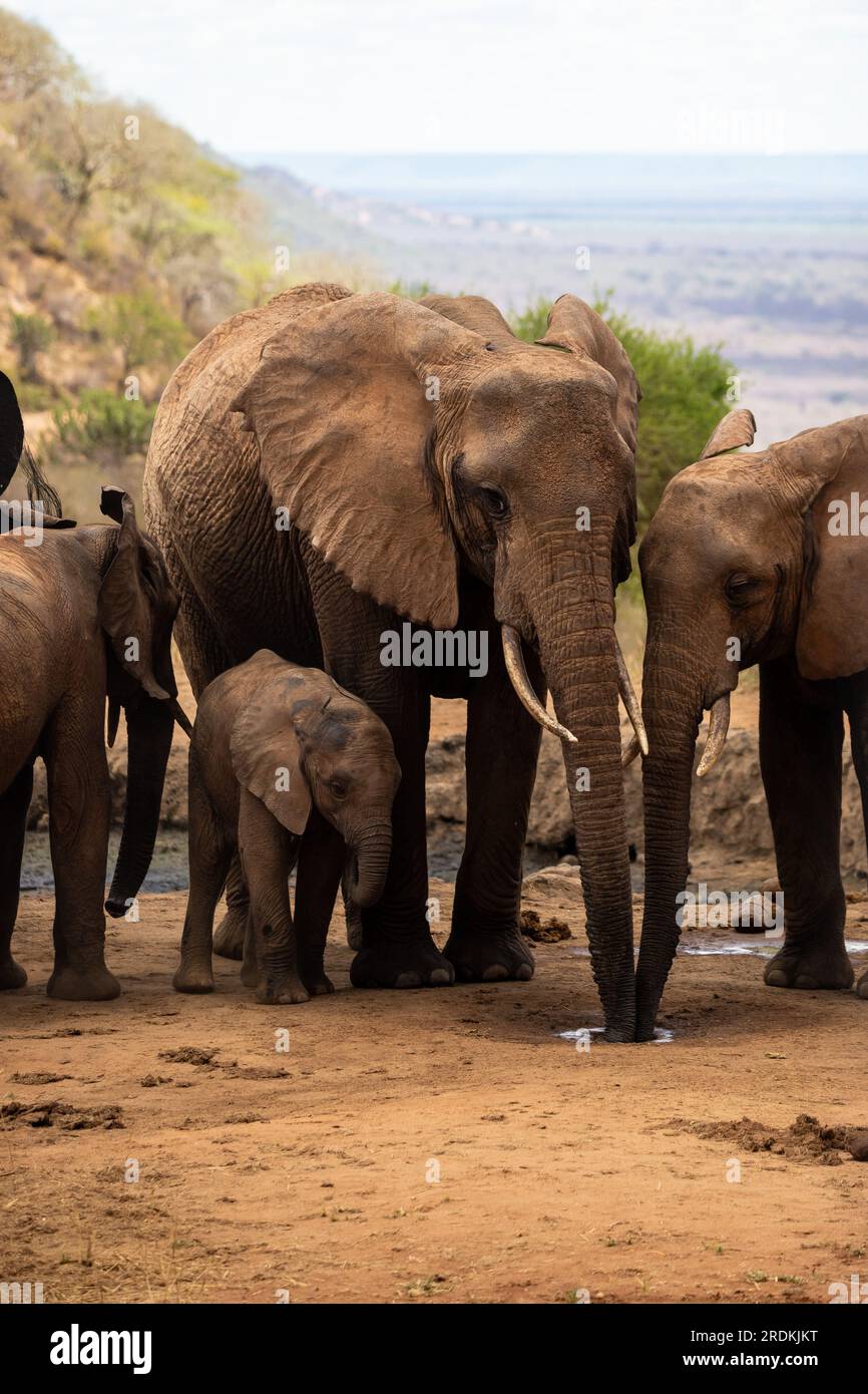 Elephants in Kenya Africa. Animals from a herd of elephants in Kenya ...