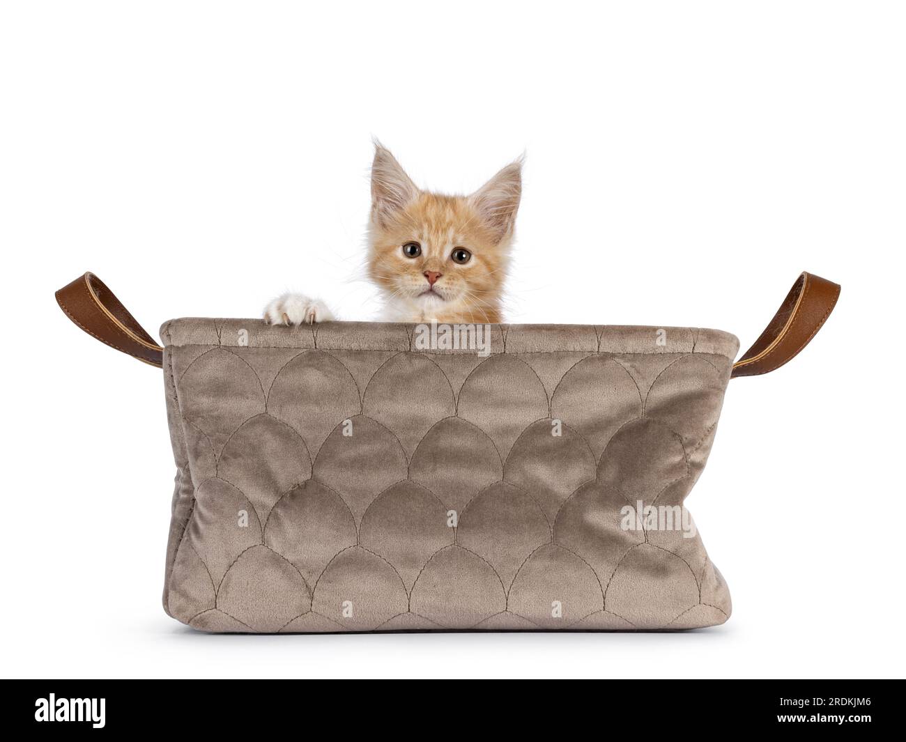 Cute creme with white baby cat, sitting in beige velvet basket. Looking ...