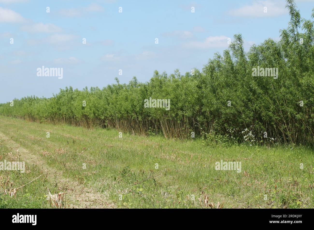 The Edge of a Large Willow Tree Plantation Stock Photo - Alamy