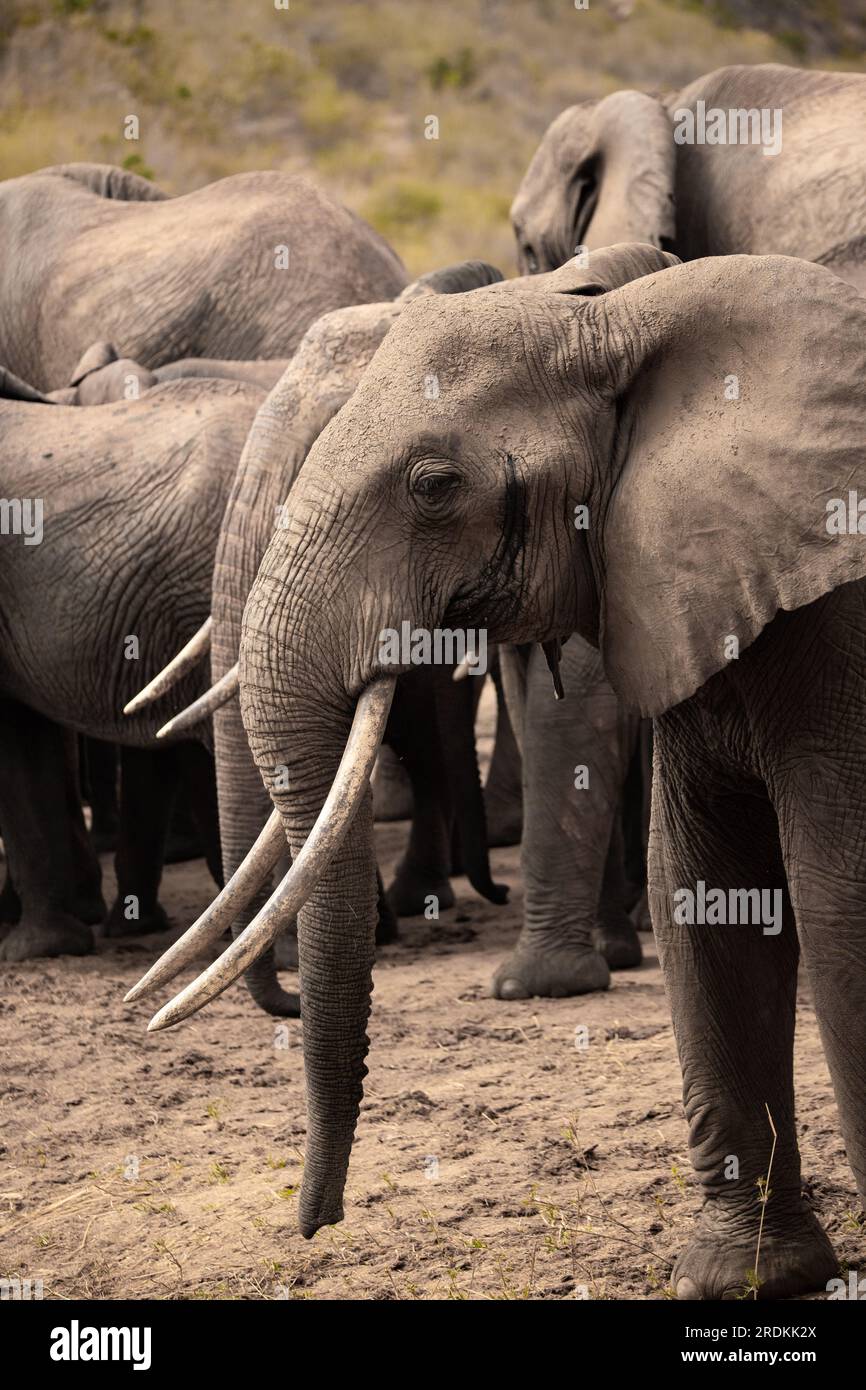 African elephant, A herd of elephants moves to the next watering hole ...
