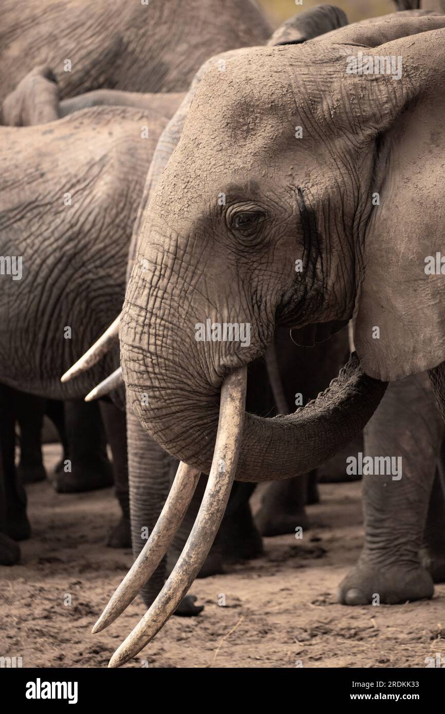 African elephant, A herd of elephants moves to the next watering hole ...