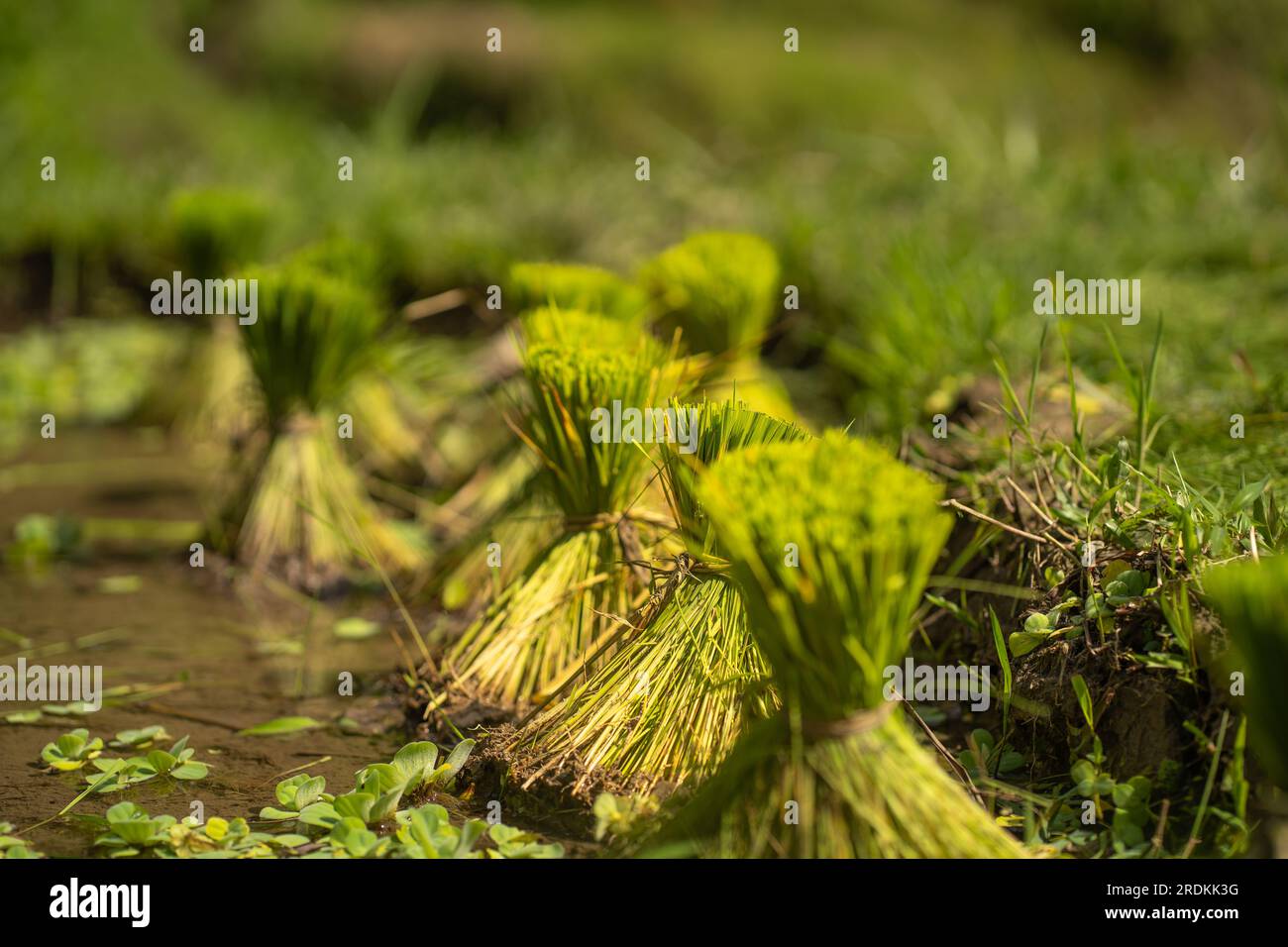 Close up shot of green stack of rice straws. Rice cultivation and ...
