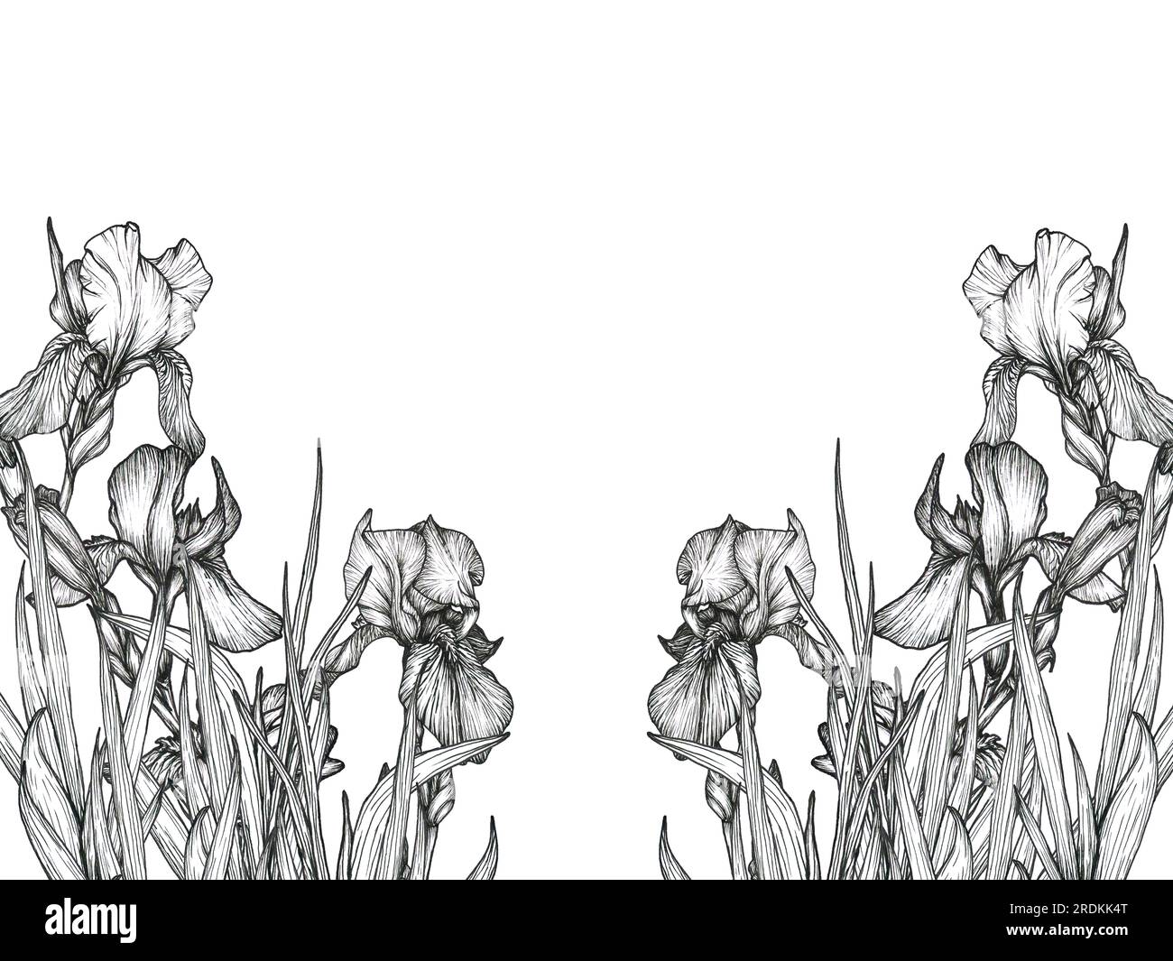 Botanical line flower Iris illustration. Hand drawn irises graphics ...