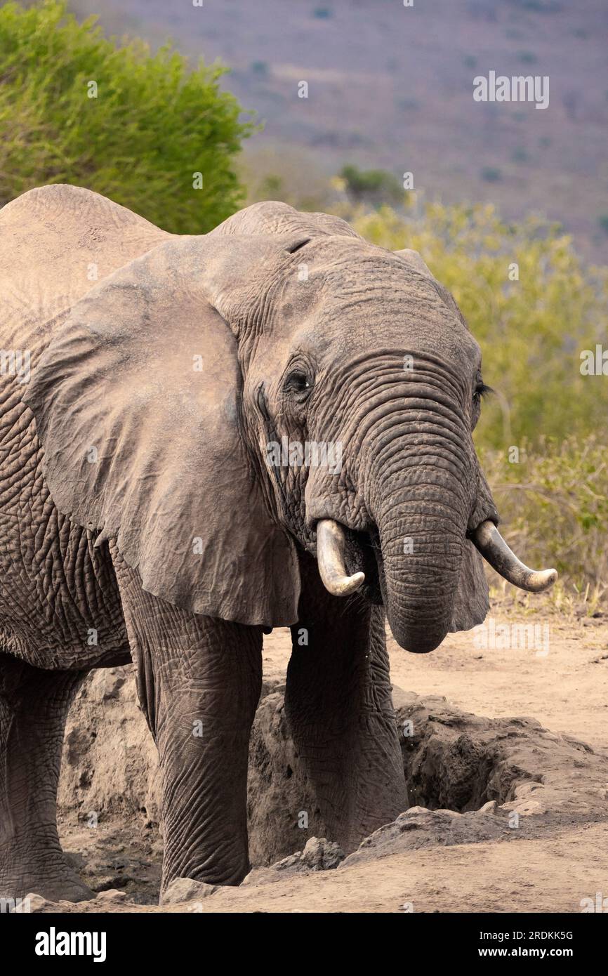 A lonely lone elephant drinking and splashing itself with mud at the ...