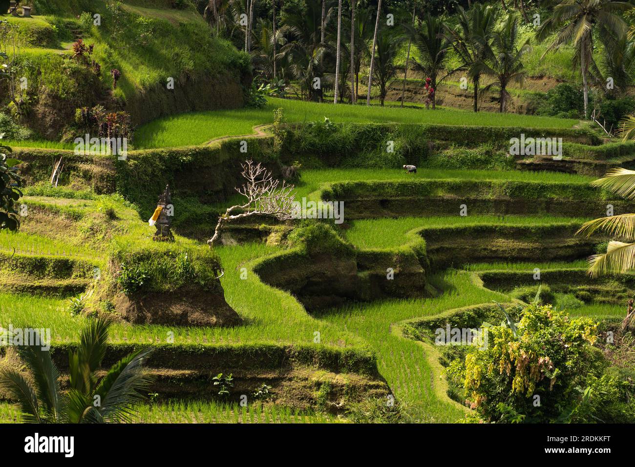 Wonderful landscape view of green rice terrace. Paddy balinese ...