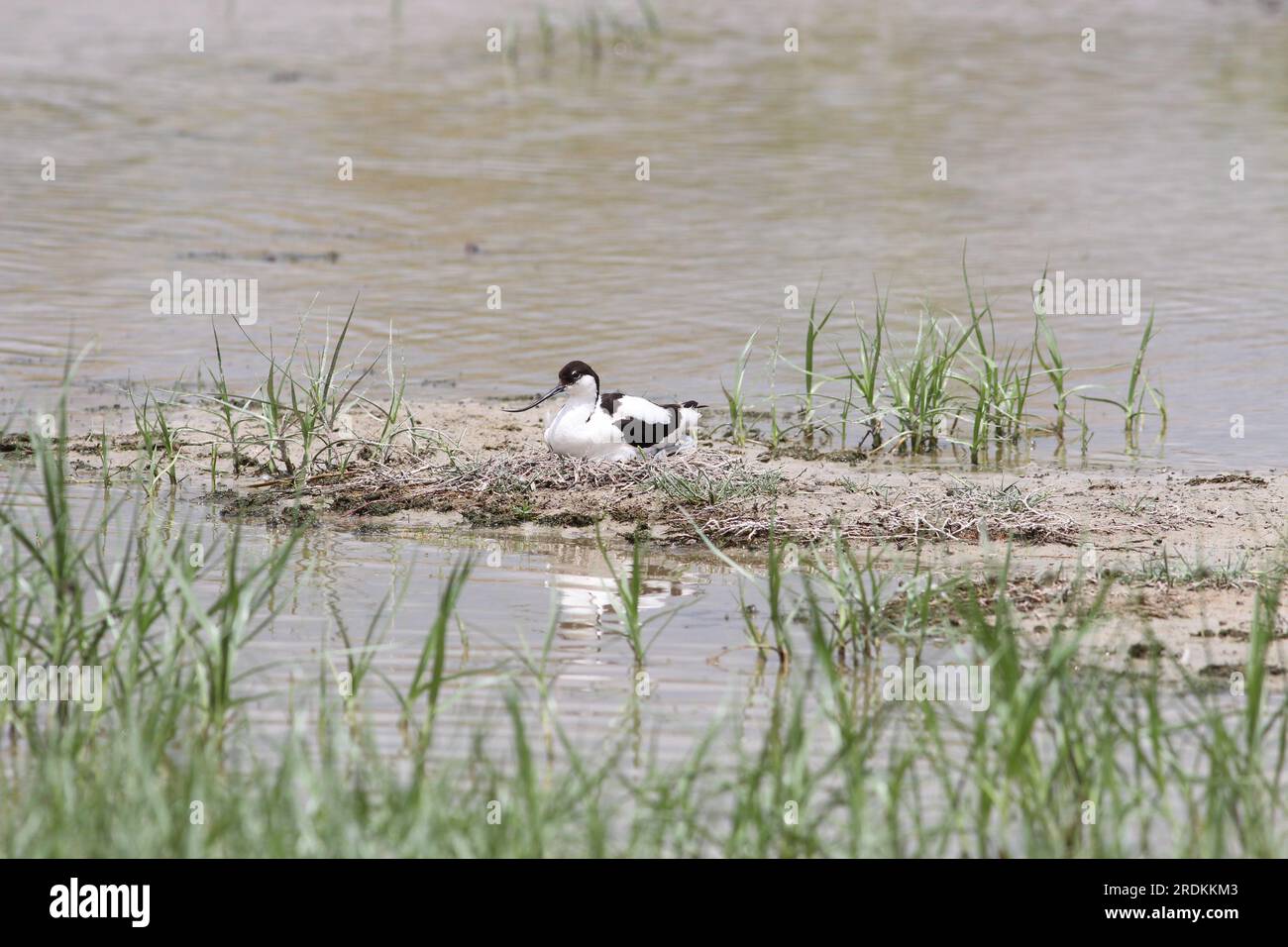 Wading birds at nest hi-res stock photography and images - Alamy