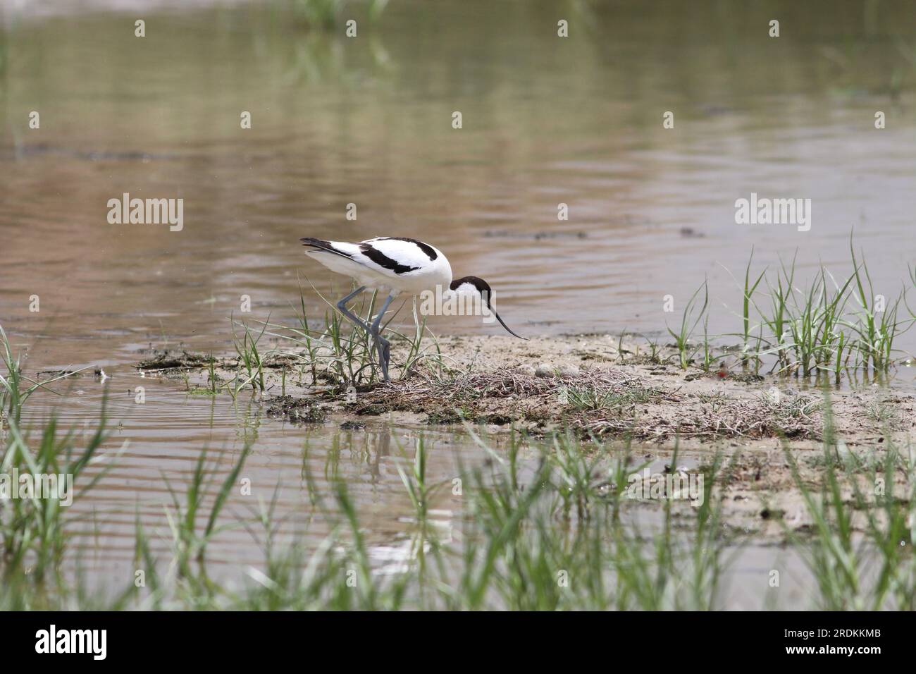 Avocet with eggs in nest hi-res stock photography and images - Alamy