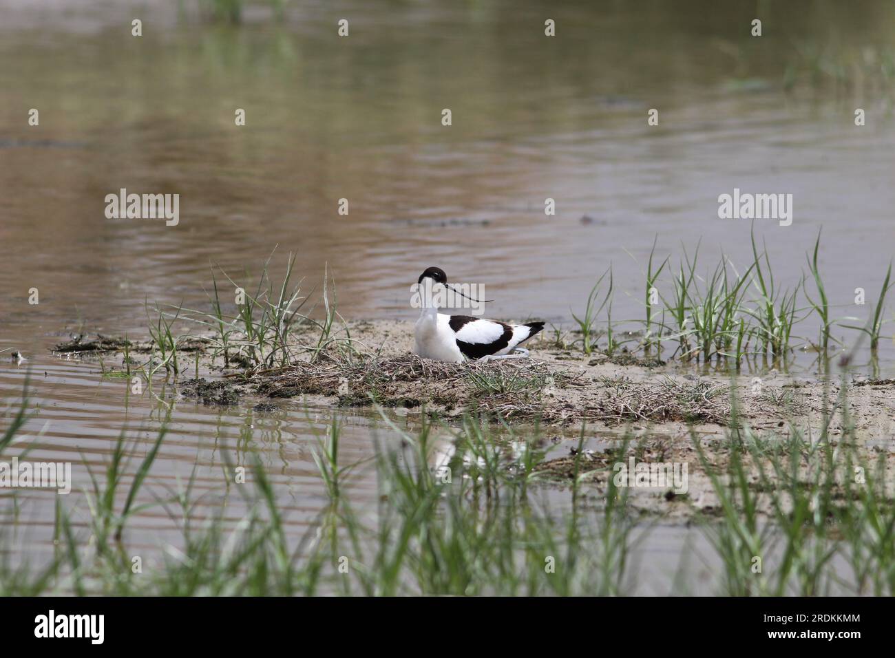 Avocet With Nest Stock Photo - Alamy