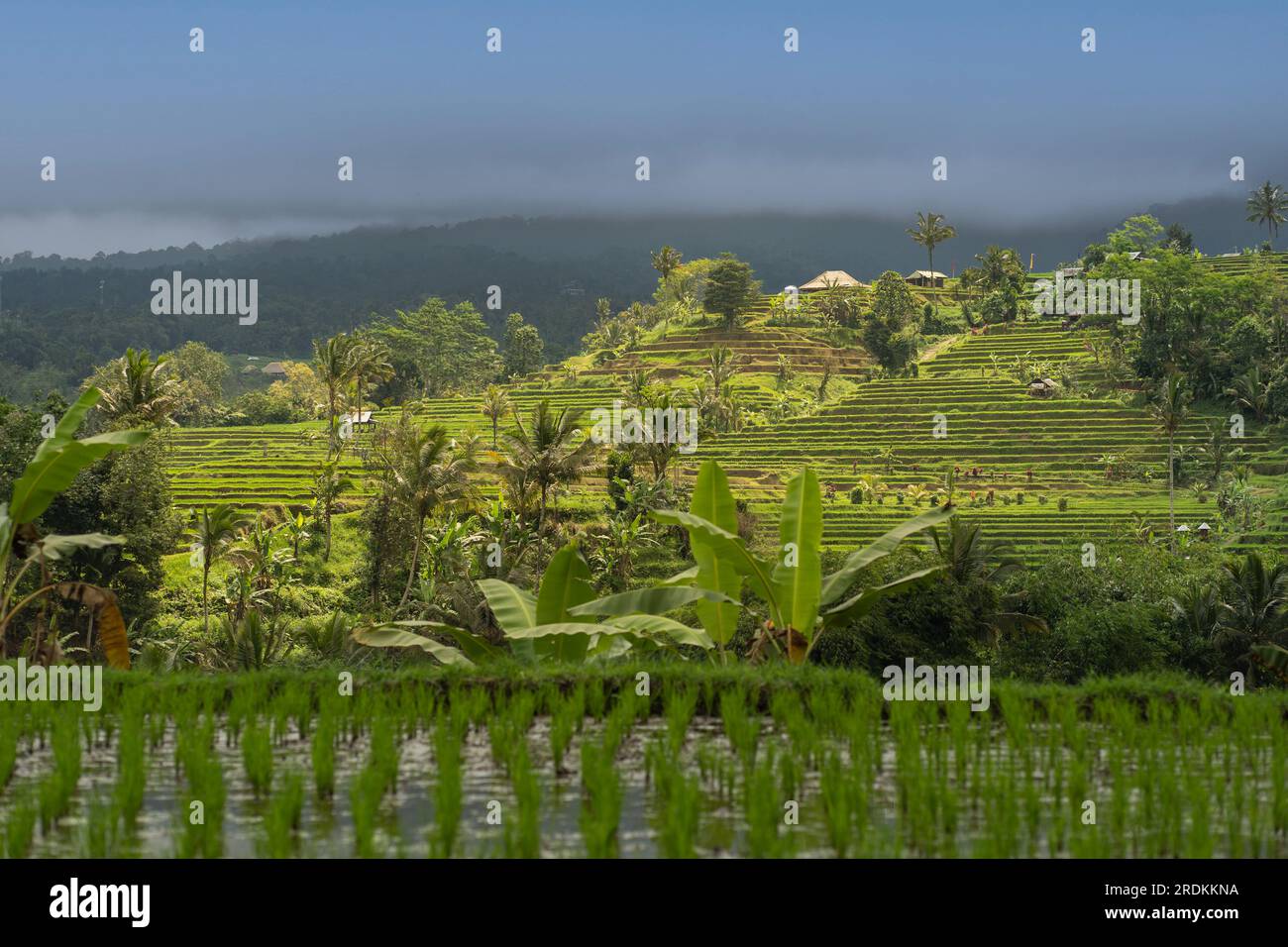 Magnificent view of the rice paddies. Landscape view of terraced rice ...