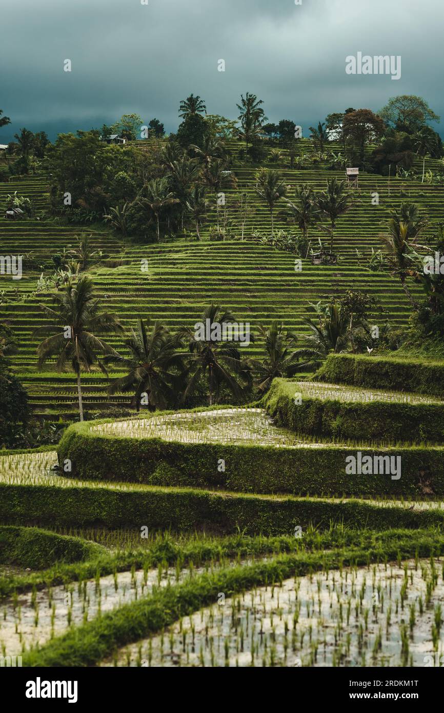 Landscape view of terraced rice field. Balinese jungle vegetation and ...