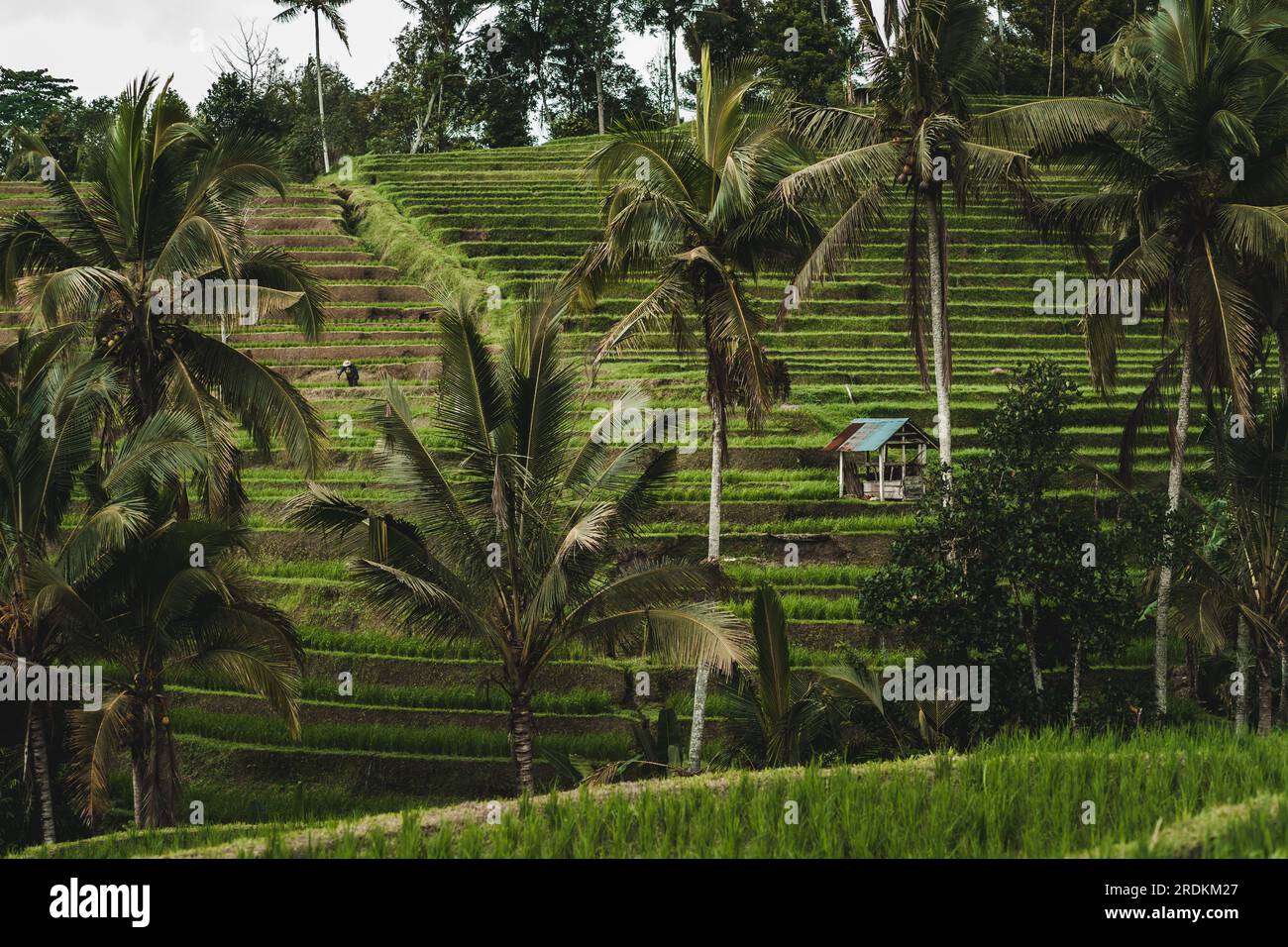 Landscape photo of jungle palms trees and rice terrace. Indonesian ...