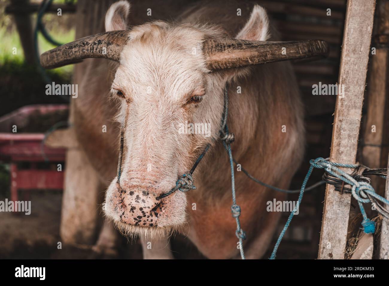 Close up shot of balinese cattle. Working force cow for paddy fields ...