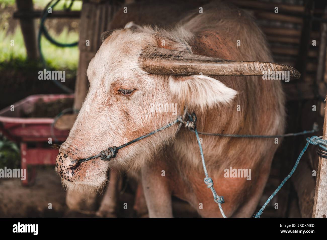 Close up shot of balinese cattle. Working force cow for paddy fields ...