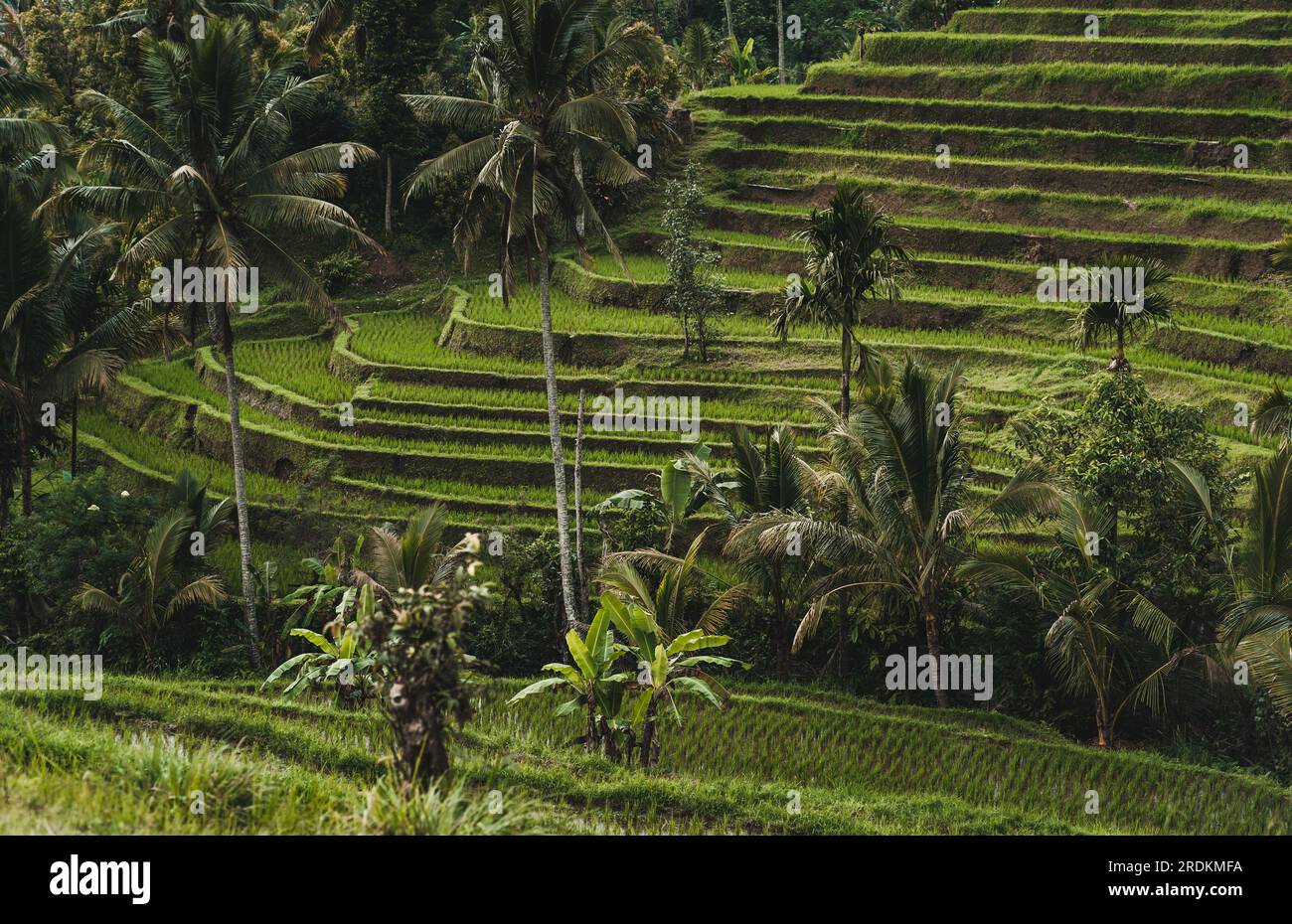 Landscape view of balinese rice terrace. Indonesian agriculture land ...