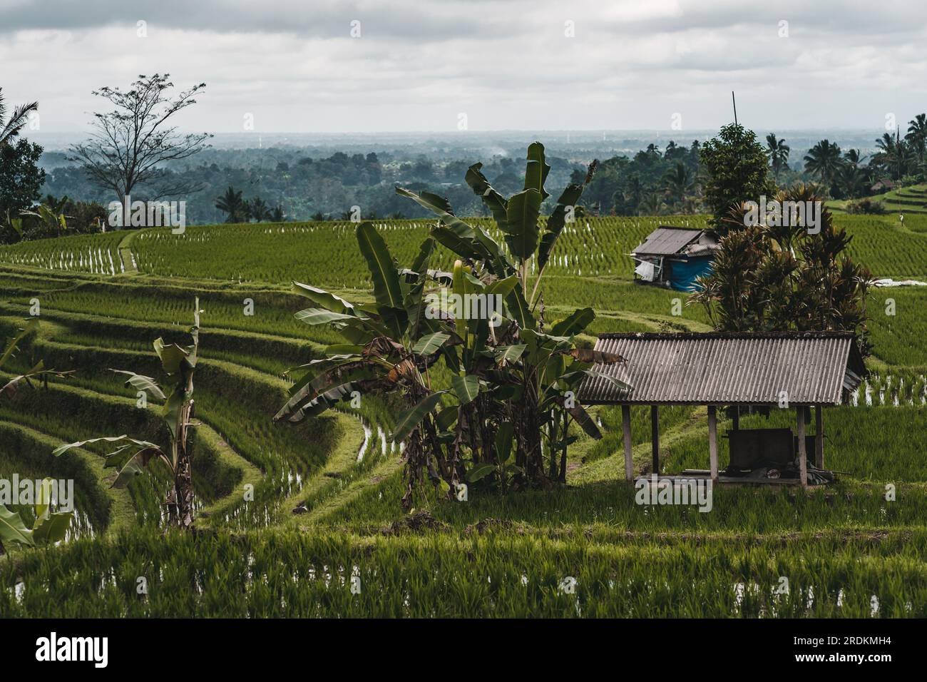 Farm barn on green rice field. Balinese traditional agriculture, rice ...