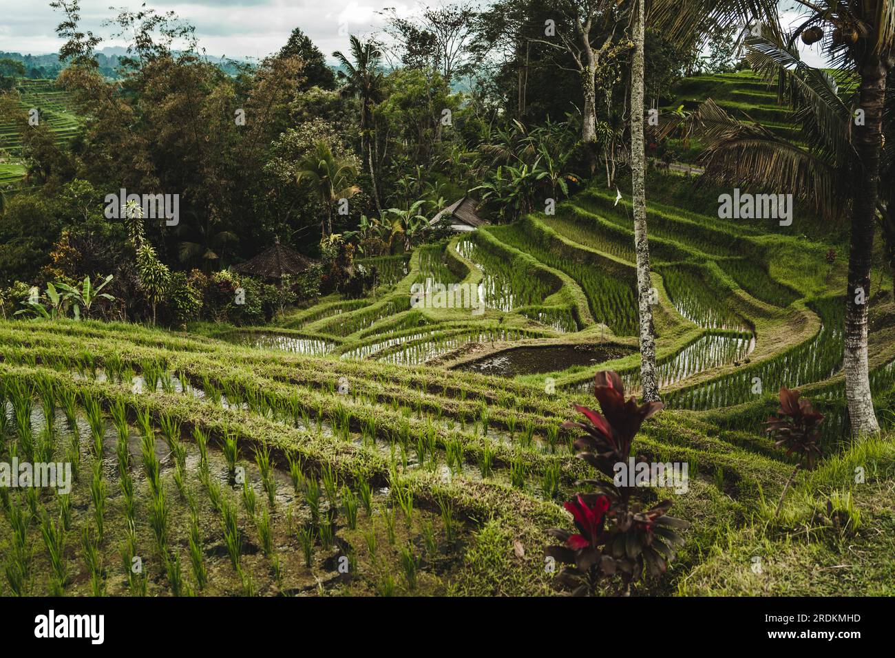 Balinese traditional rice farming terrace. Paddy agriculture, rice ...
