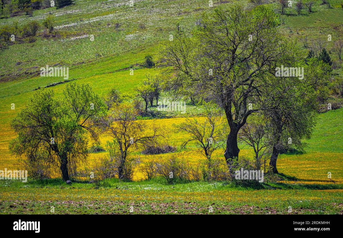 grassland covered with yellow flowers in spring Stock Photo - Alamy