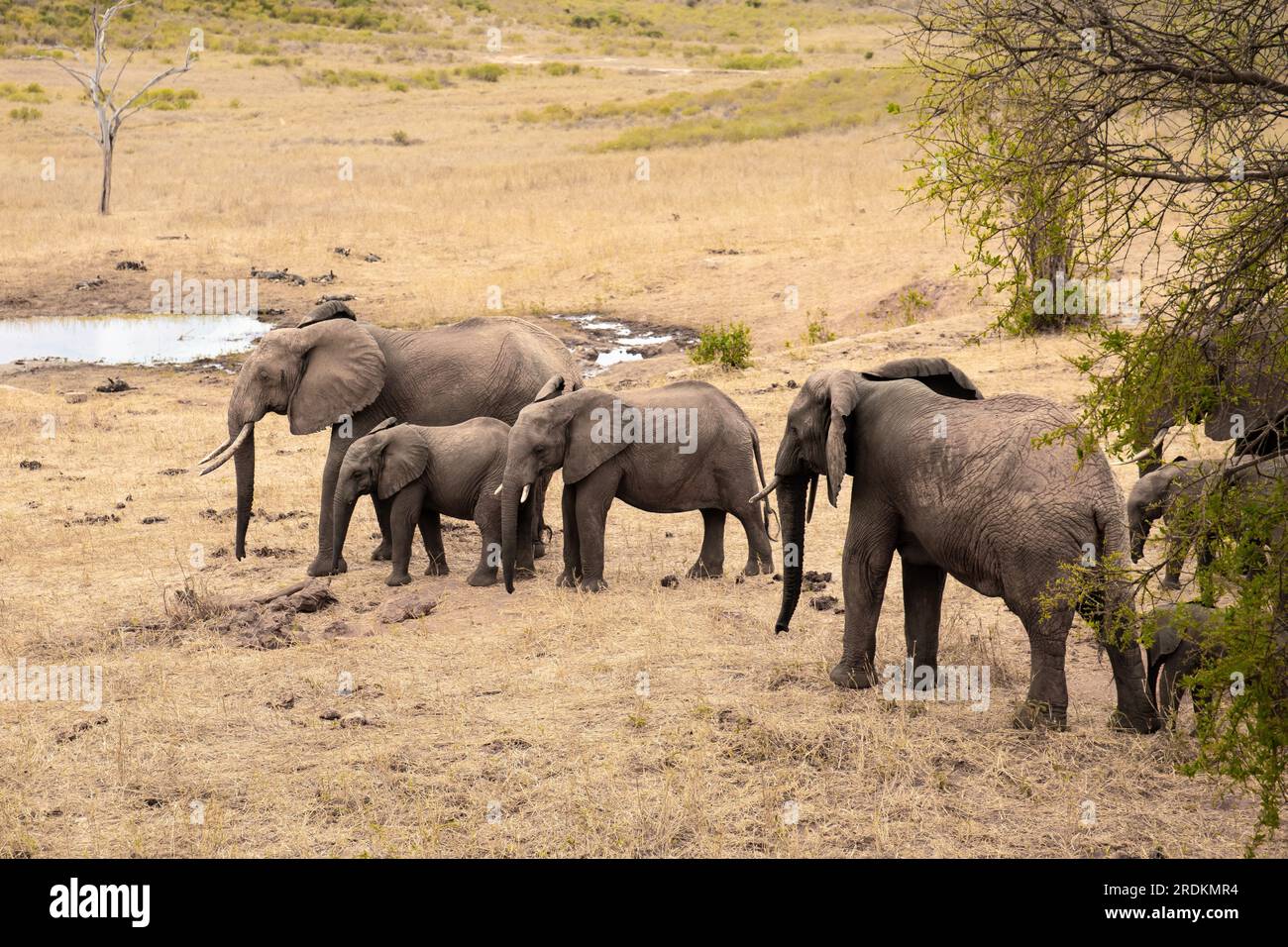 a lonely single elephant in the savannah of Kenya. Beautiful animal ...