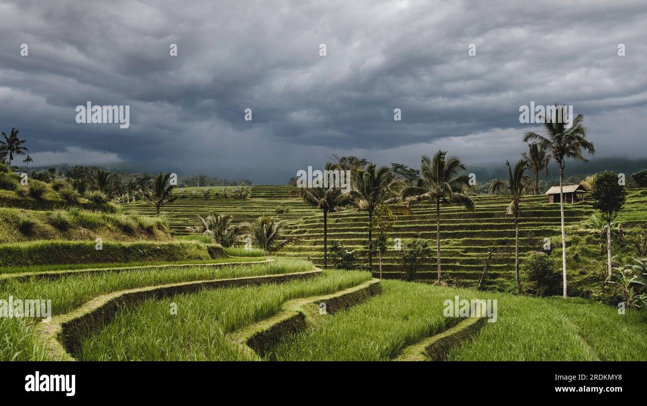 Beautiful landscape view of terraced rice field. Balinese agriculture ...