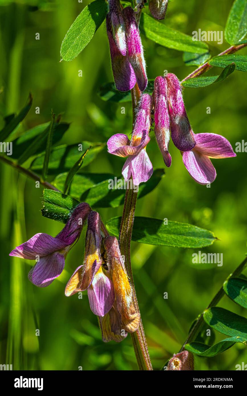 Bush vetch (Vicia sepium) blooming on a meadow Stock Photo - Alamy