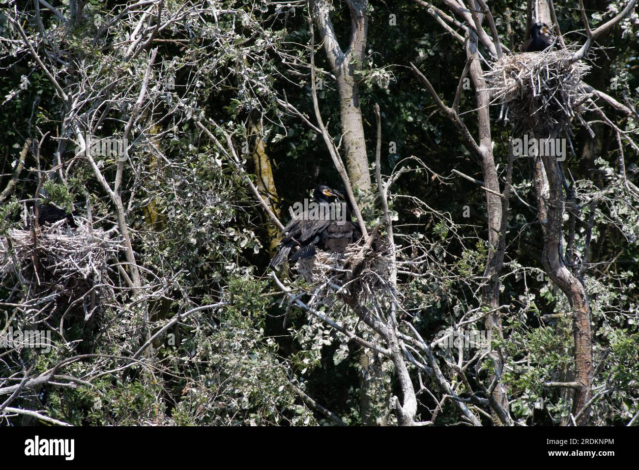 Cormorant colony Park Marquenterre Stock Photo - Alamy