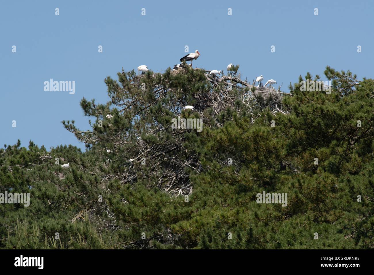 Birds that nests in pine trees hi-res stock photography and images - Alamy