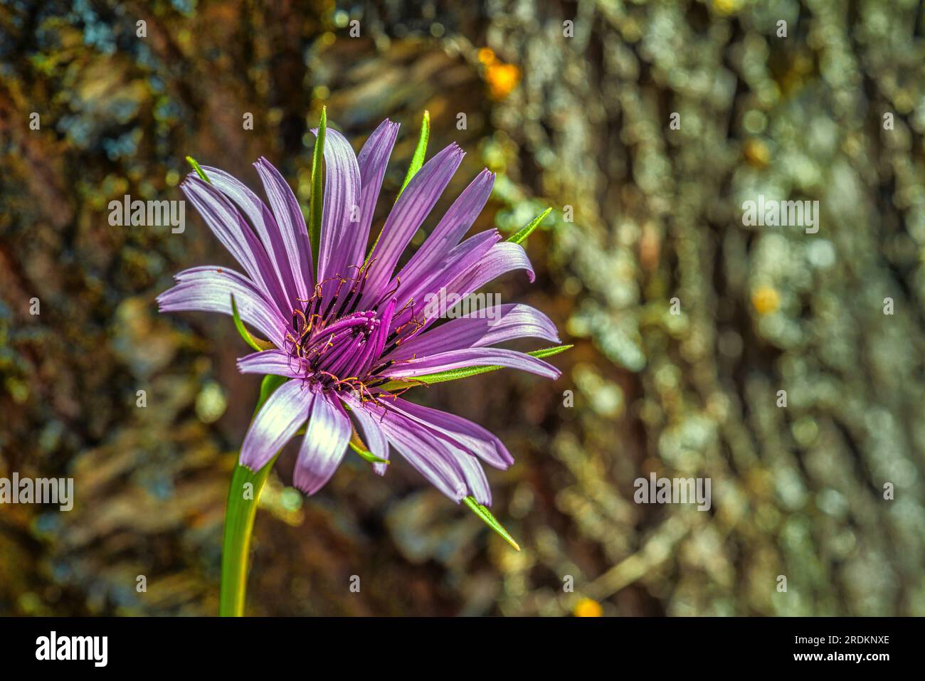 Tragopogon porrifolius is a medicinal herb which is also used as a ...