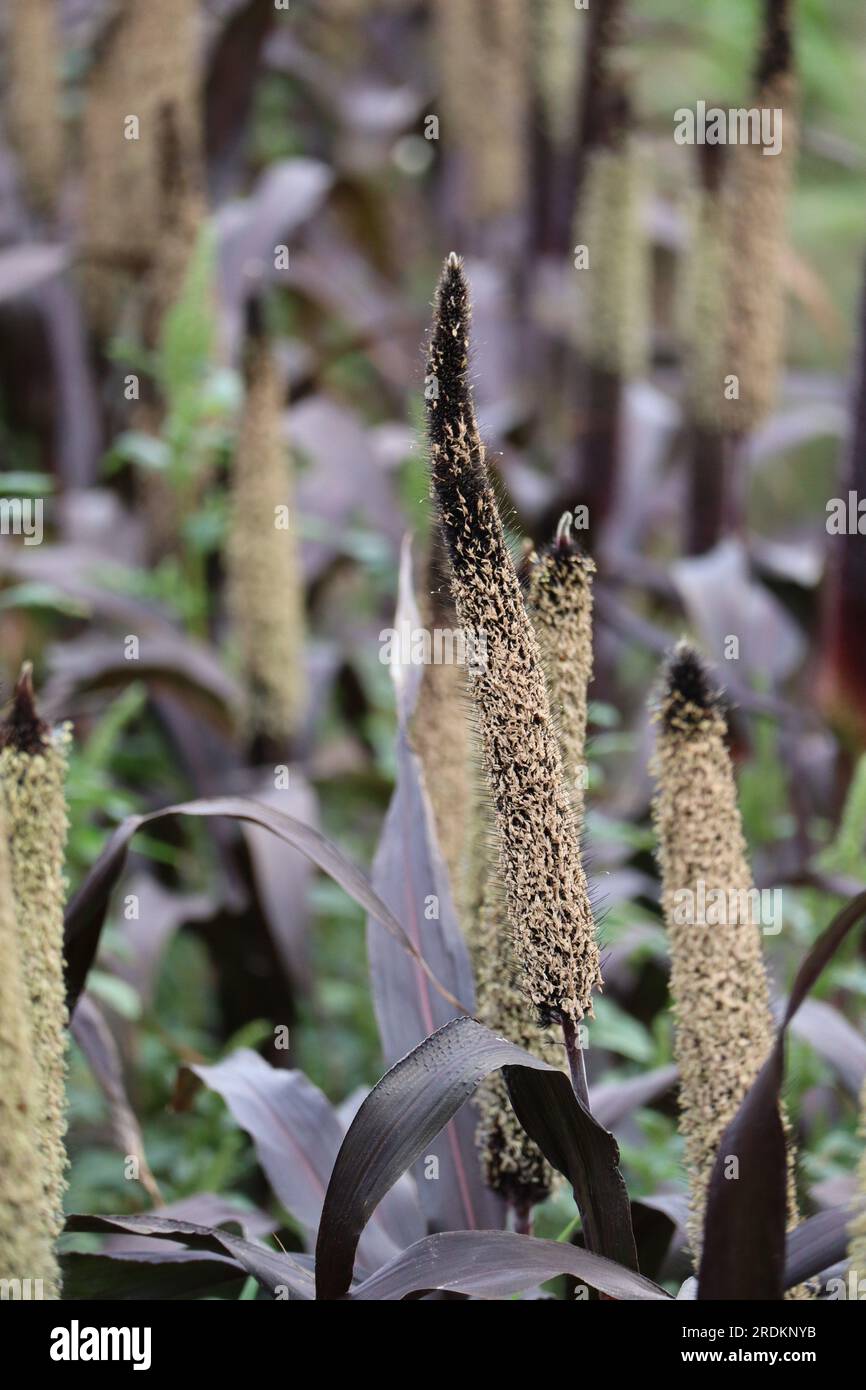 Pearl millet planted in a Field as an Experiment Stock Photo - Alamy