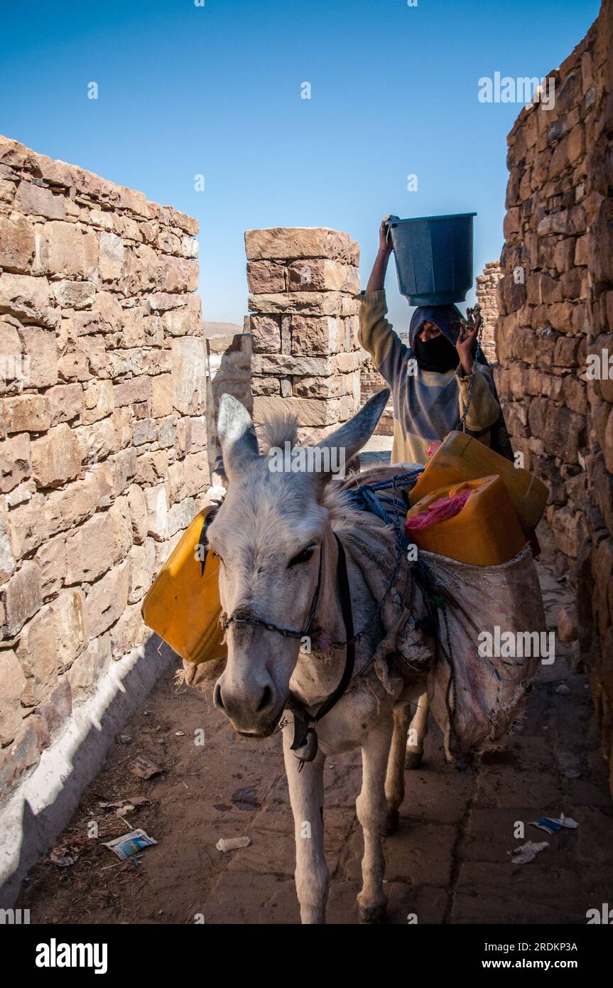 Yemeni women wearing traditional outfit , carries water on her head, with a her donkey in Shebam ...
