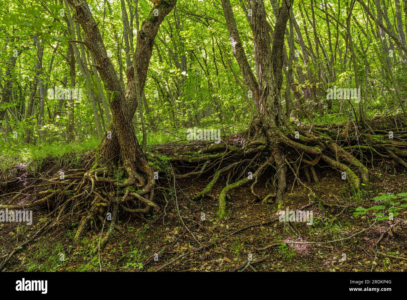 Exposed tree root system hi-res stock photography and images - Alamy