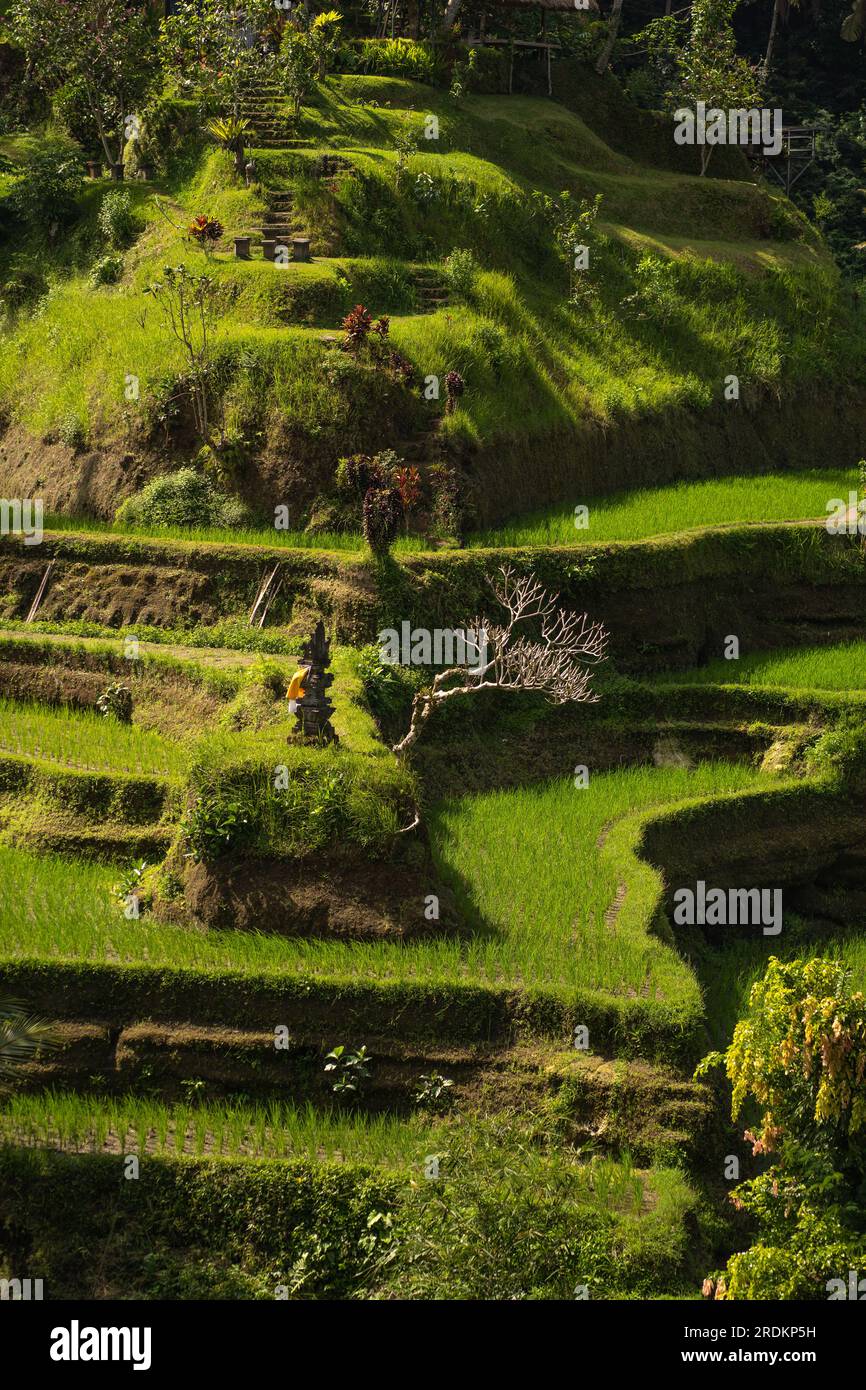 Landscape view of farmer working on rice terrace. Paddy fields farming ...