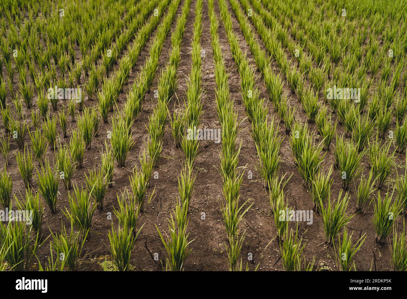 Close up shot of parallel lines rice field. Balinese traditional rice ...