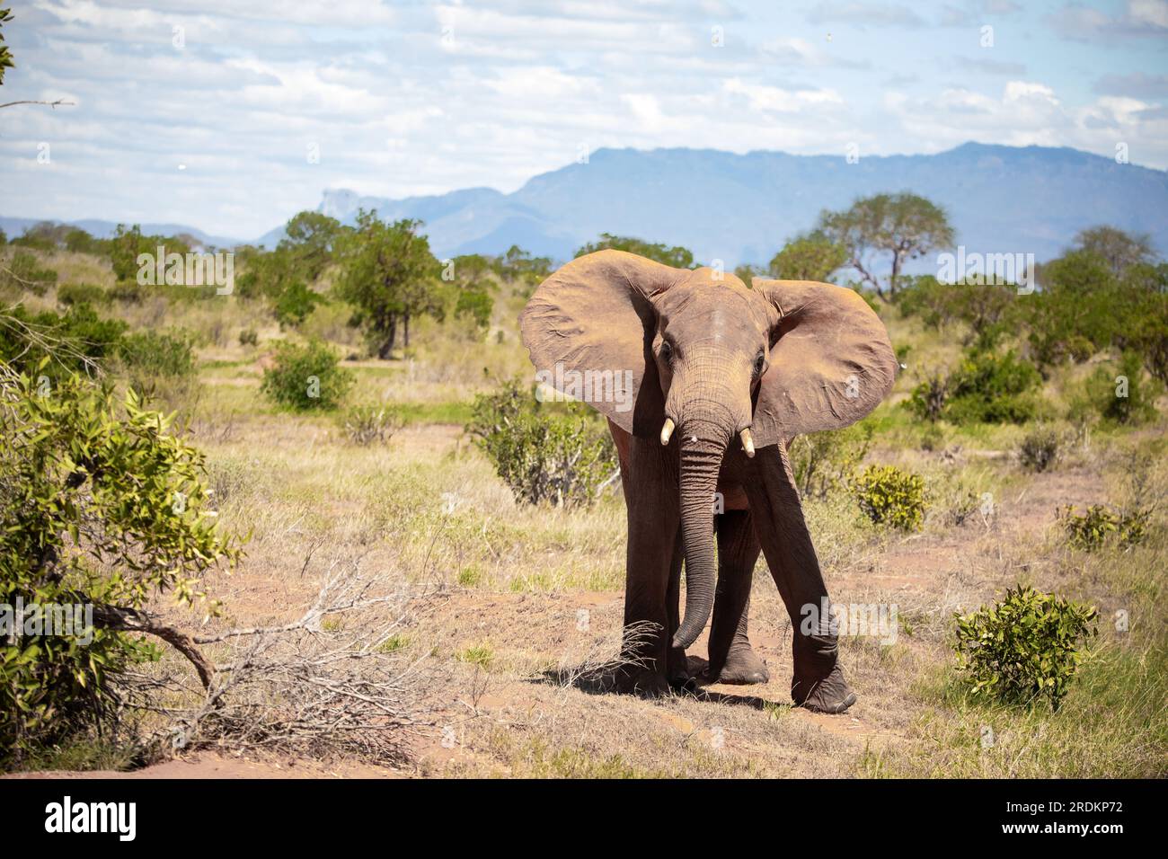 a lonely single elephant in the savannah of Kenya. Beautiful animal ...