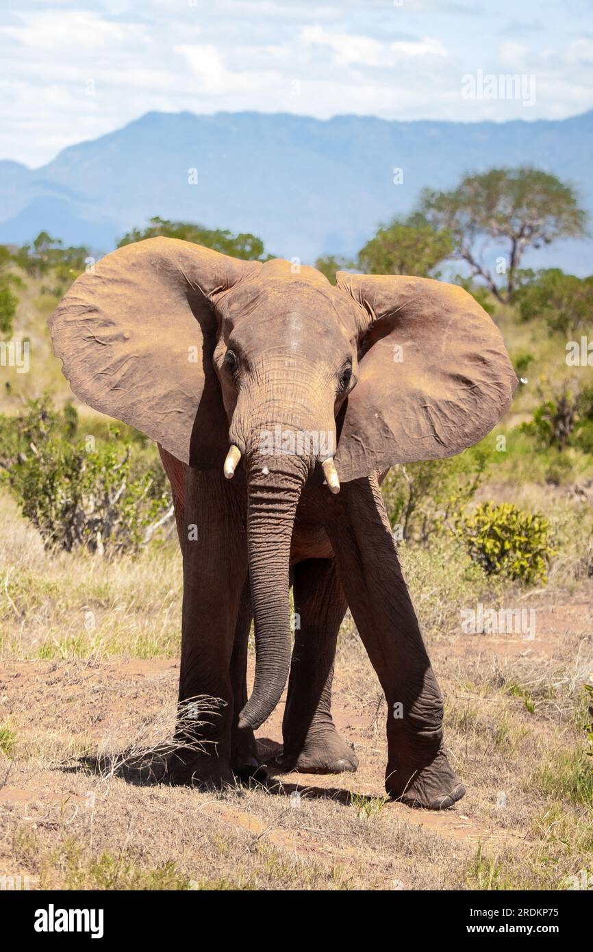 a lonely single elephant in the savannah of Kenya. Beautiful animal ...