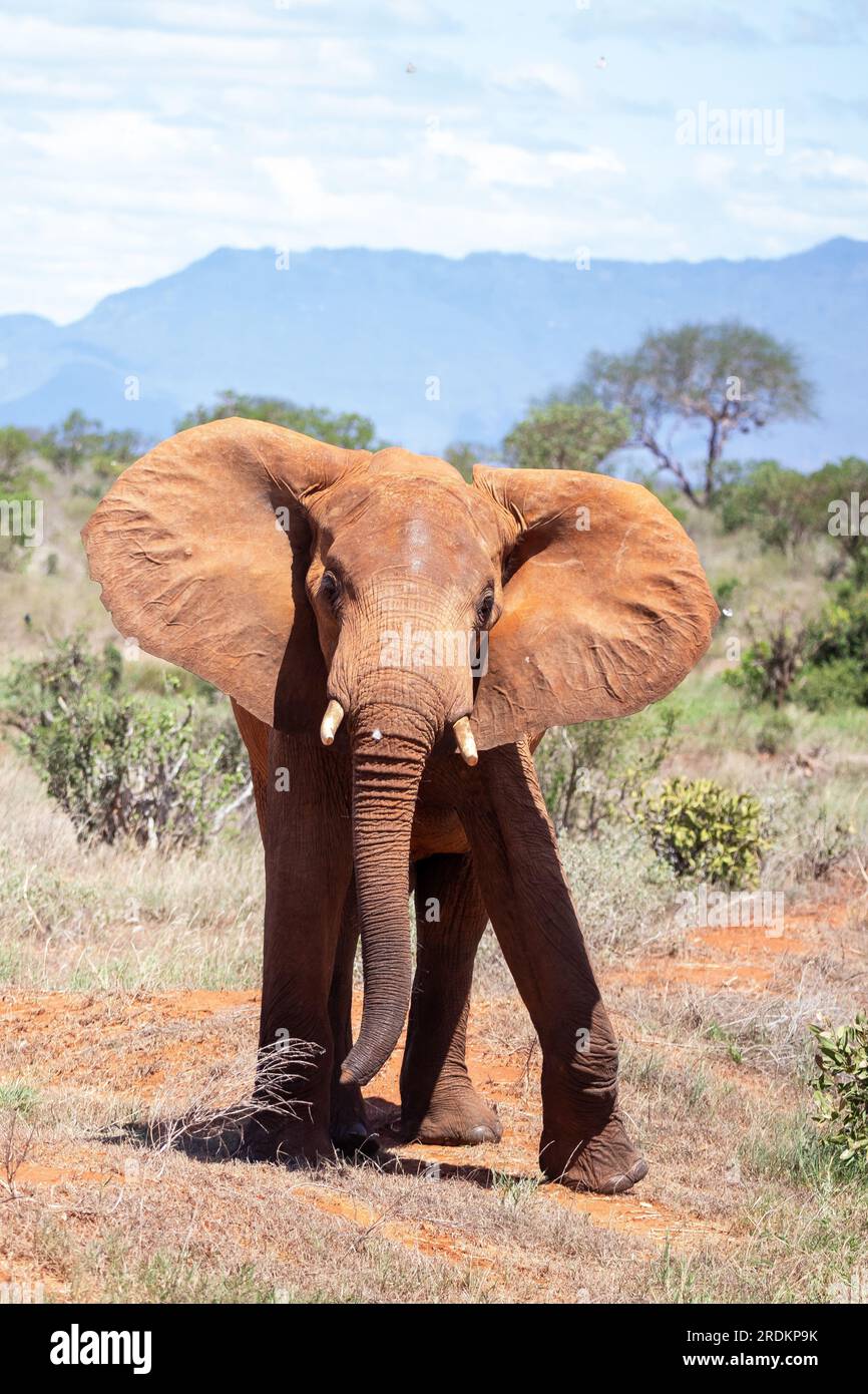 a lonely single elephant in the savannah of Kenya. Beautiful animal ...