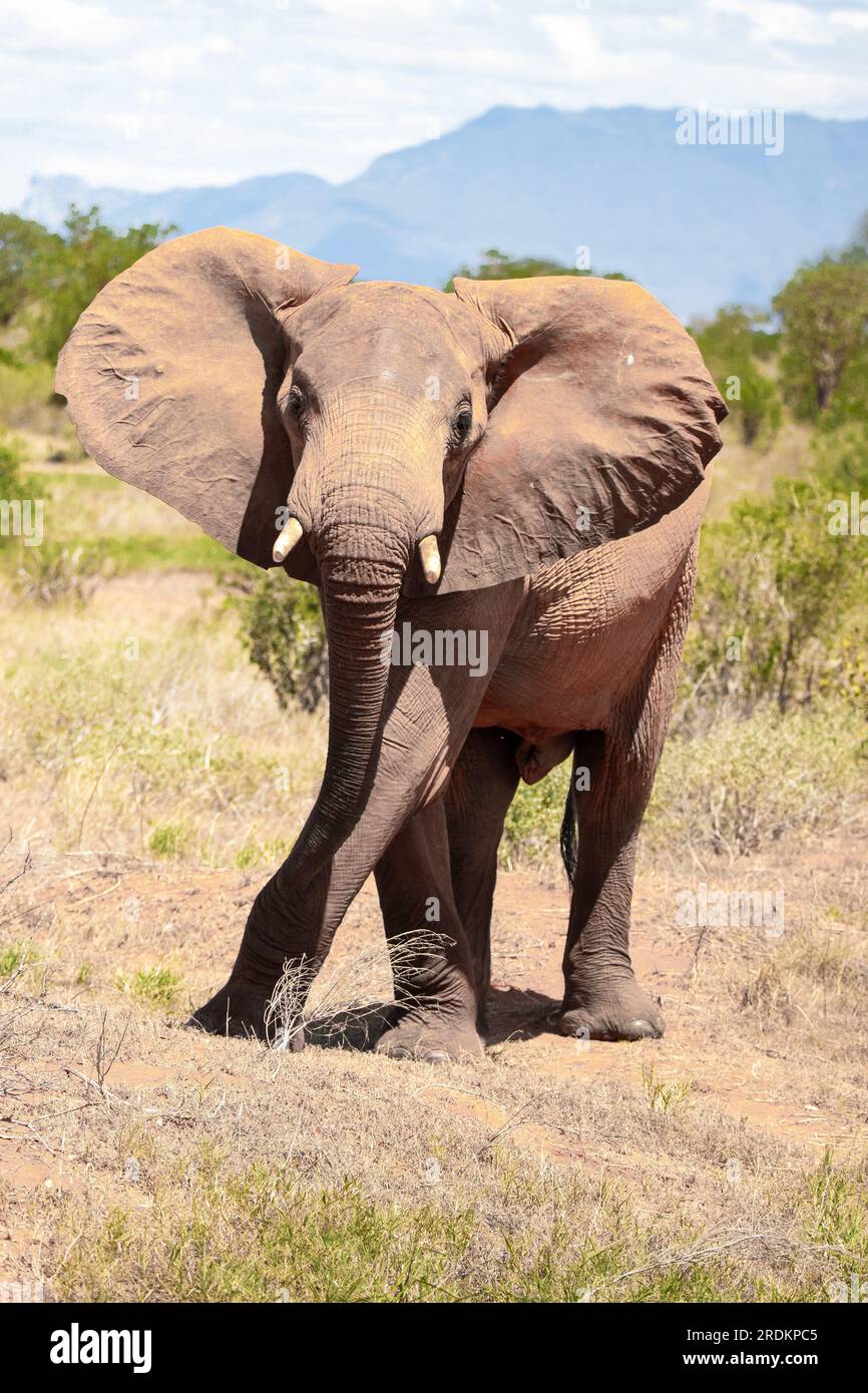 a lonely single elephant in the savannah of Kenya. Beautiful animal ...