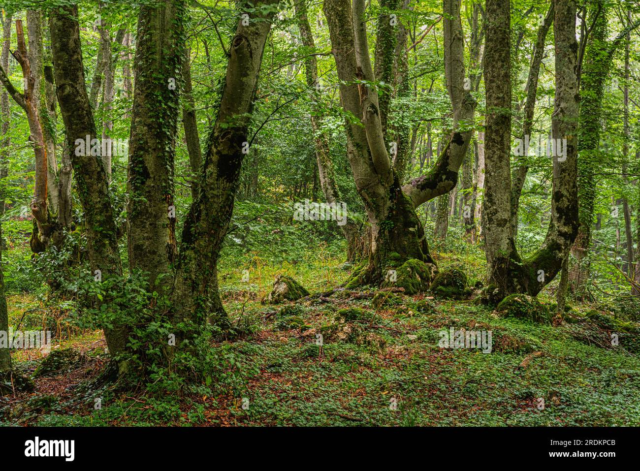 Beech trees with moss and fallen leaves grow among the rocks emerging ...