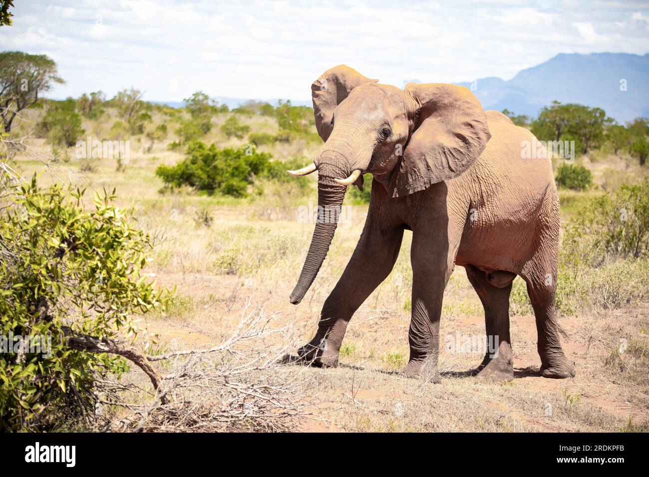 a lonely single elephant in the savannah of Kenya. Beautiful animal ...