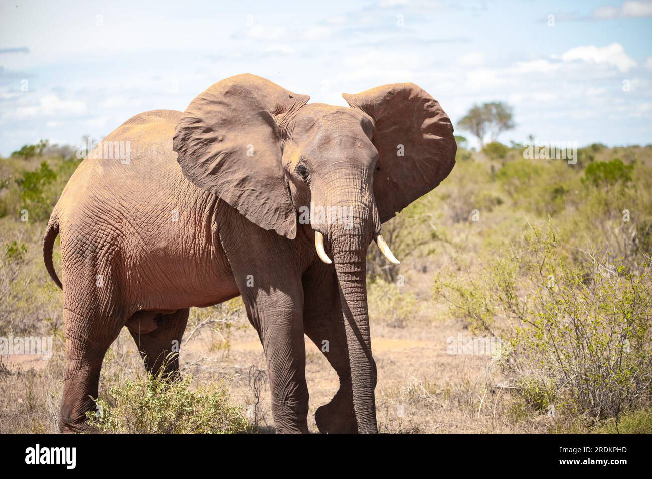 a lonely single elephant in the savannah of Kenya. Beautiful animal ...