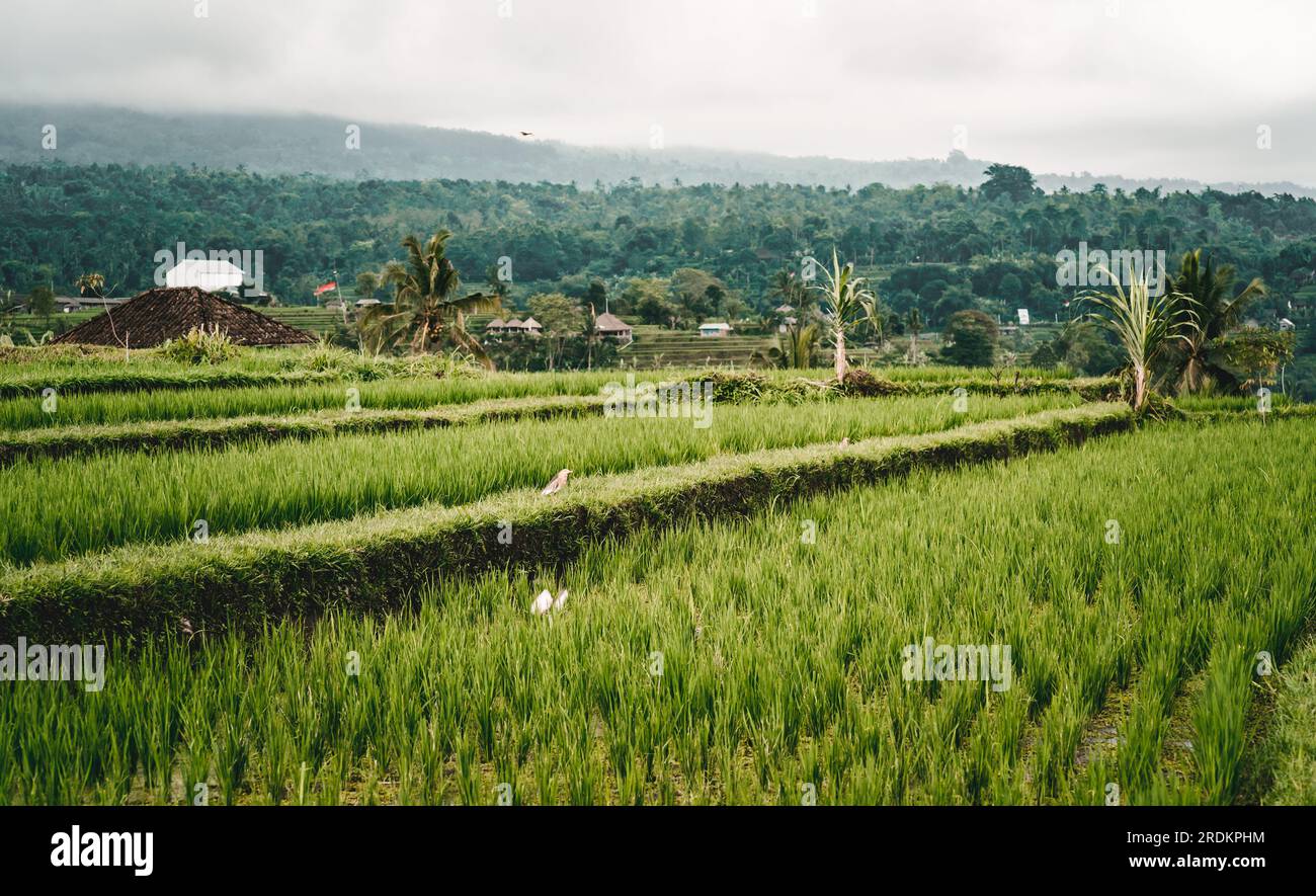Landscape view of rice farming in bali. Rice terraced plantation, green ...