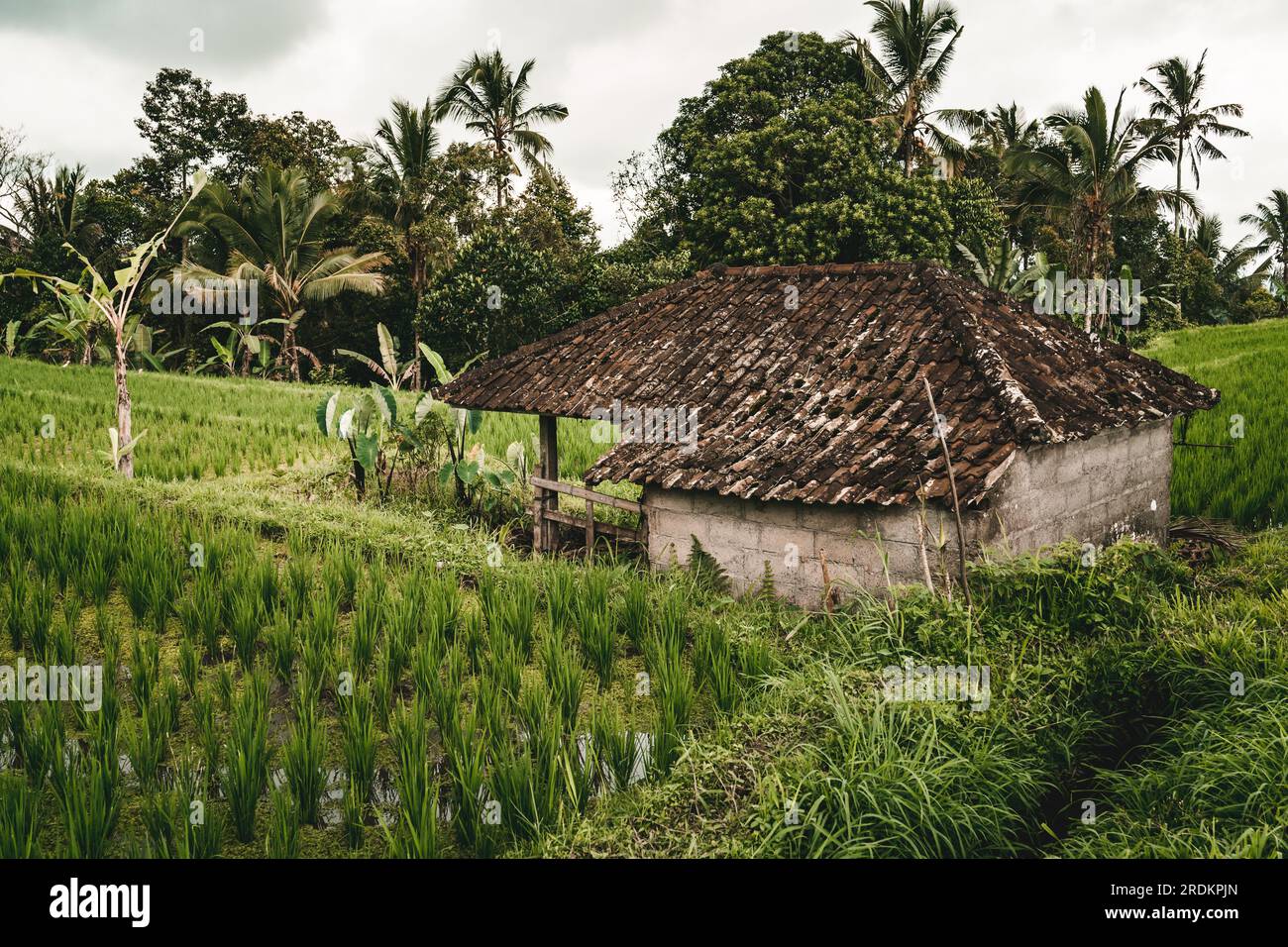 Close up shot of farm barn in rice field. Farming rice plantation ...