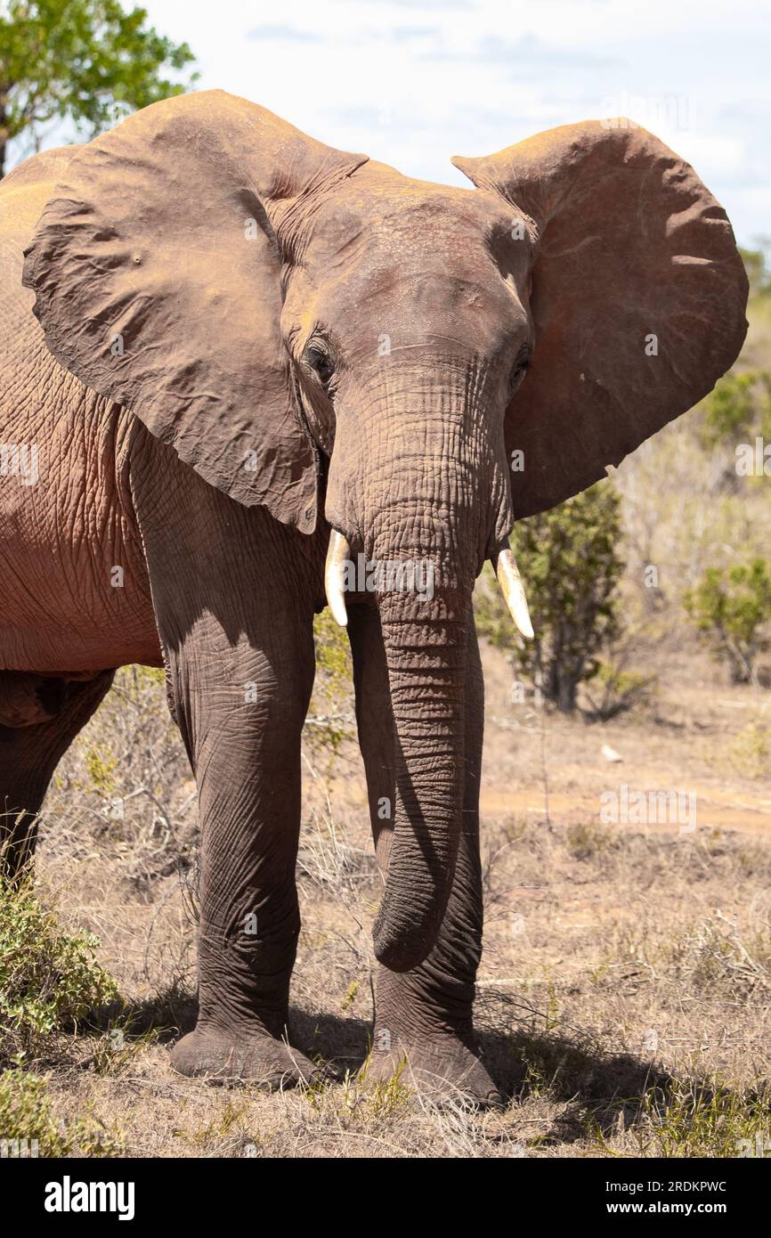 Elephant full body hi-res stock photography and images - Alamy