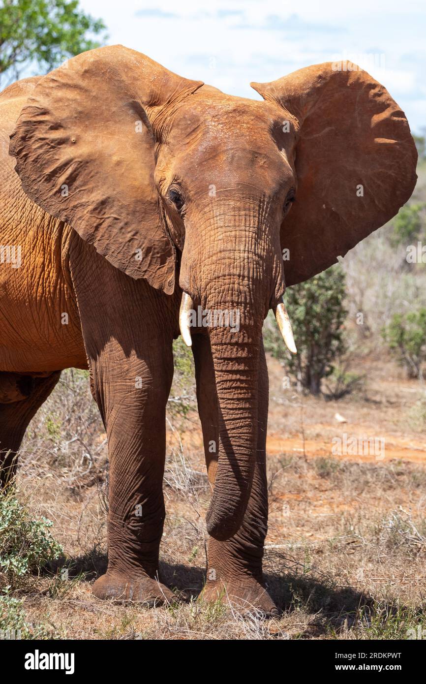 a lonely single elephant in the savannah of Kenya. Beautiful animal ...