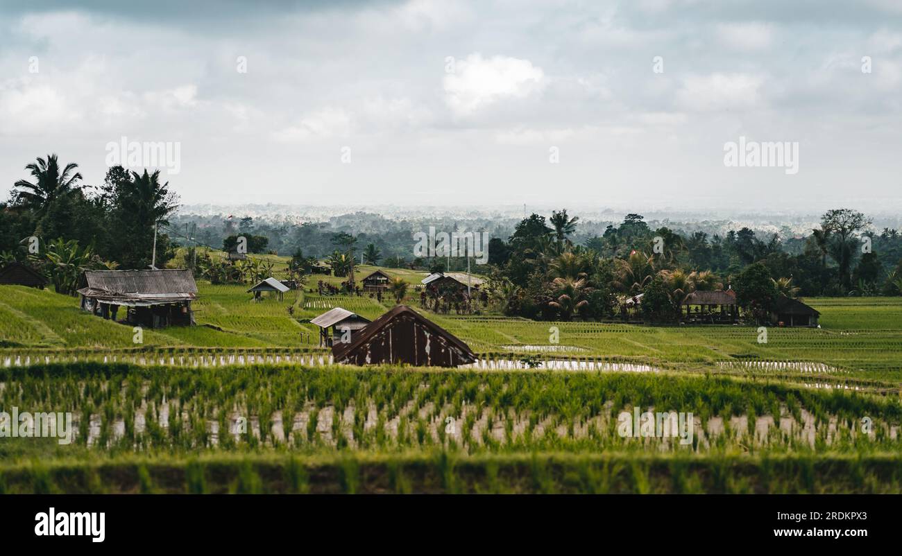 Landscape view of rice farming plantation. Farmer barn buildings in ...