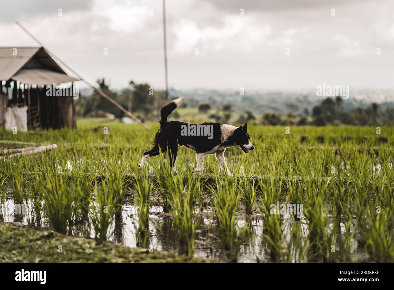Close up shot of walking dog in paddy field with water. Rice plantation ...
