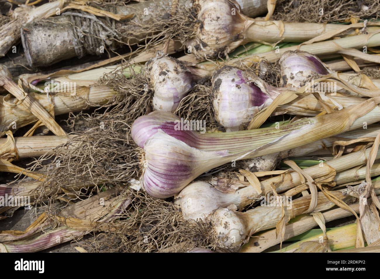 Harvested bulbs of garlic, Allium sativum, Provence Wight UK June Stock ...