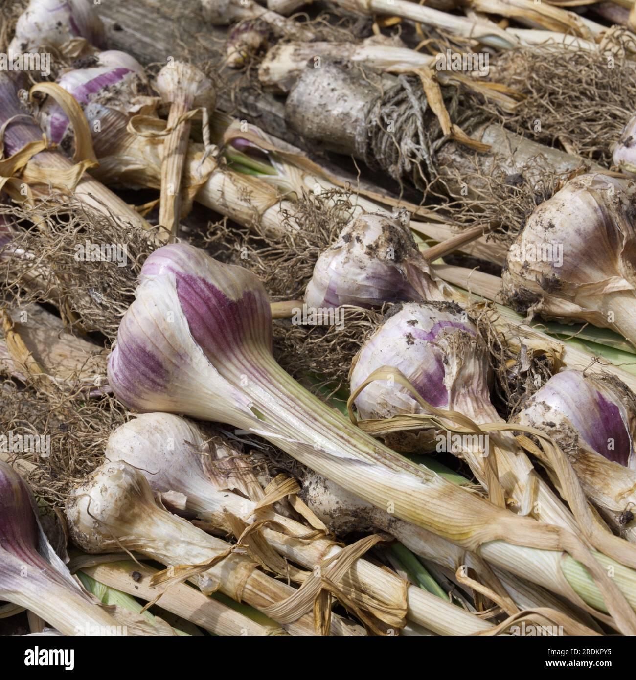 Harvested bulbs of garlic, Allium sativum, Provence Wight UK June Stock ...