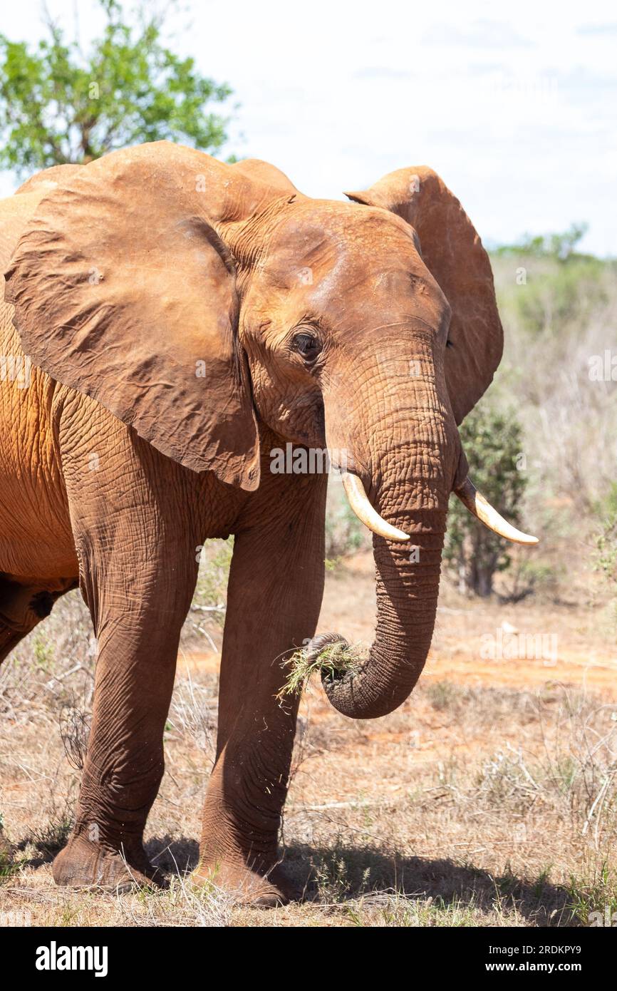 a lonely single elephant in the savannah of Kenya. Beautiful animal ...