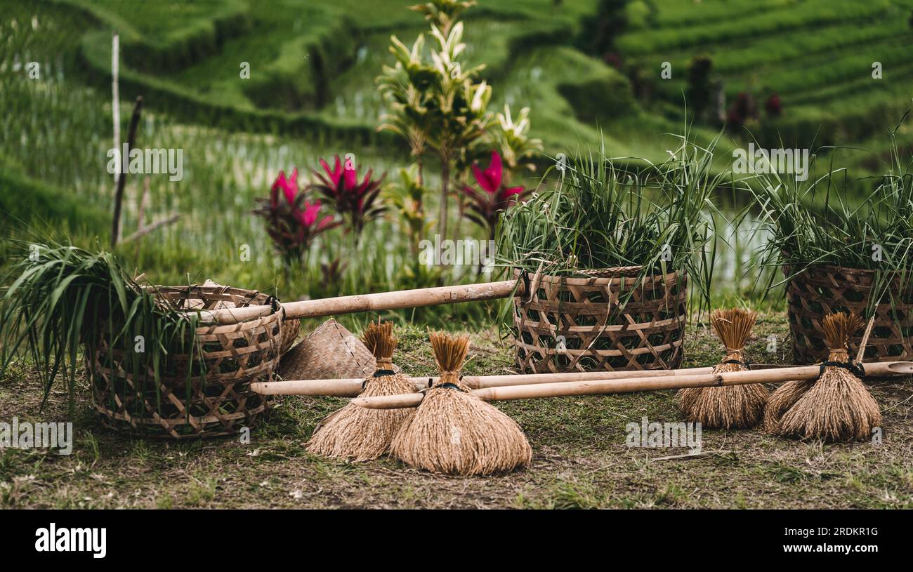 Rice sheaves hi-res stock photography and images - Alamy