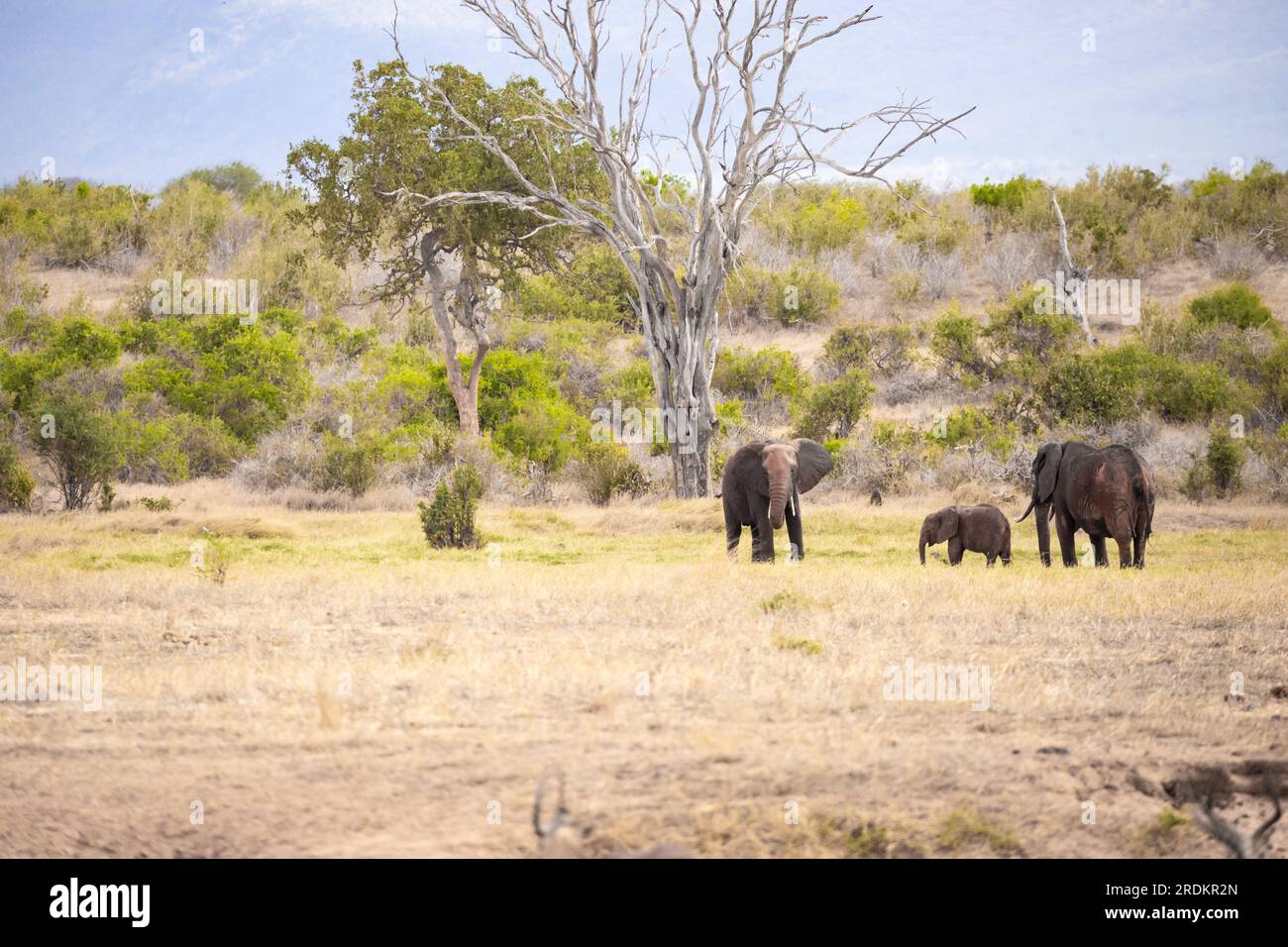 African elephant, A herd of elephants moves to the next watering hole ...